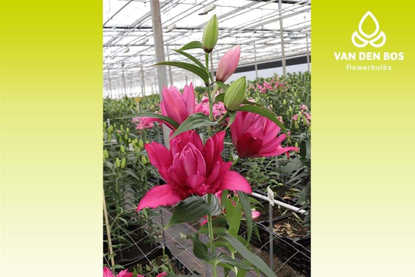 Roselily Floretta® - Roselily - Van den Bos Flowerbulbs